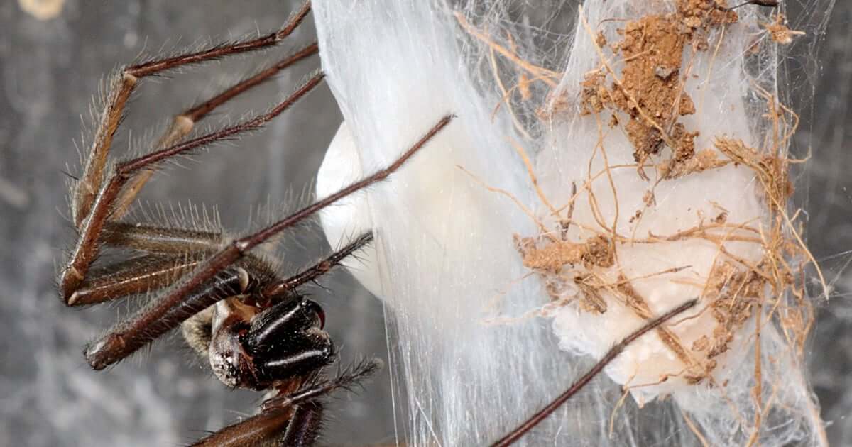 Spiders - shire-pest-solutions.co.uk