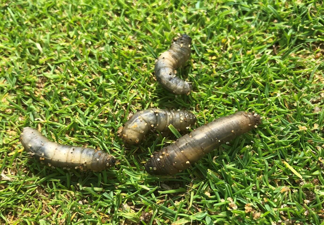 Leatherjacket larvae store