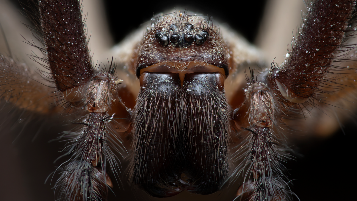 Spiders - shire-pest-solutions.co.uk